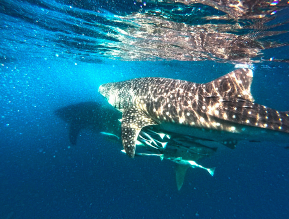 Scuba Diving in Sangalaki, Indonesia – An Exclusive Paradise