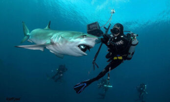 Shark diving in Florida - what you need to know