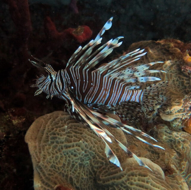 Let's learn about Red Lionfish - the perfect super invader