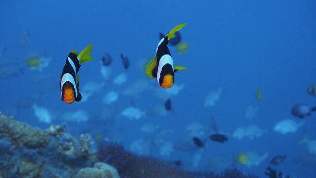 Scuba Diving in Tonga and Best Time to see Whales