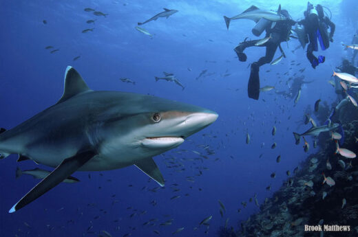 Scuba diving in Fiji. Where to dive and how much it costs