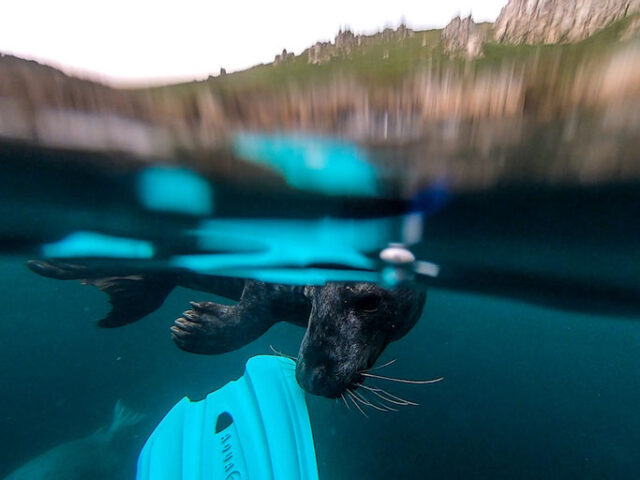 Scuba Diving, Snorkelling and Swimming With Seals at Lundy Island
