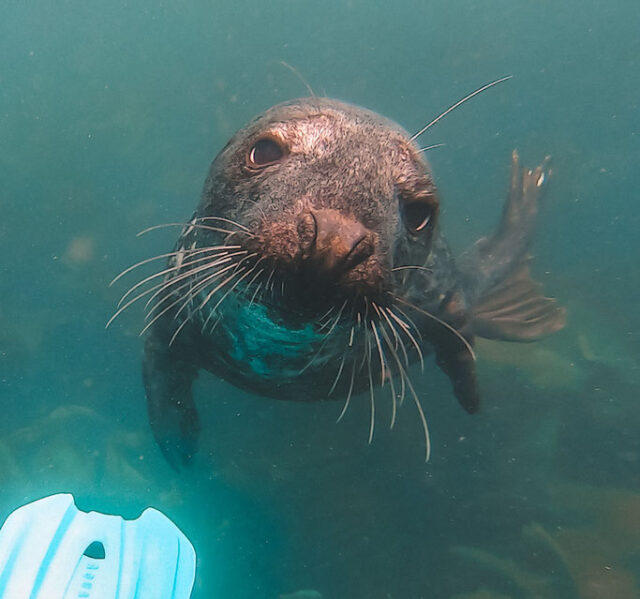 Scuba Diving, Snorkelling and Swimming With Seals at Lundy Island