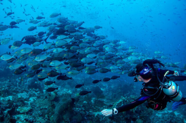 Everything you need to know about the SCUBA Divemaster Course