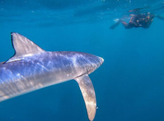 Snorkelling with Blue Sharks in Cornwall, England