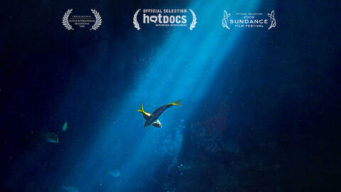 Thought provoking ocean documentaries to watch right now
