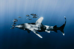 Whitetip Reef Sharks - 8 Questions Answered