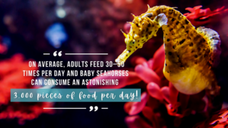 10 Fun Facts About Seahorses