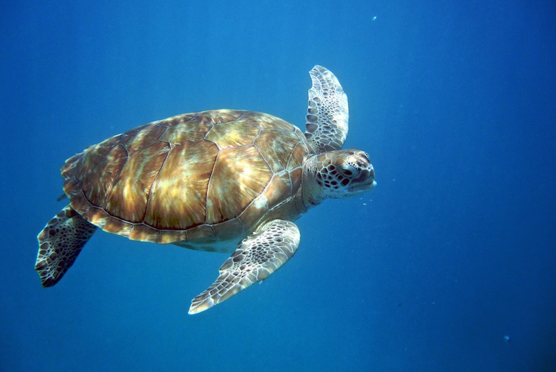 A Beginners guide to Scuba Diving in Barbados