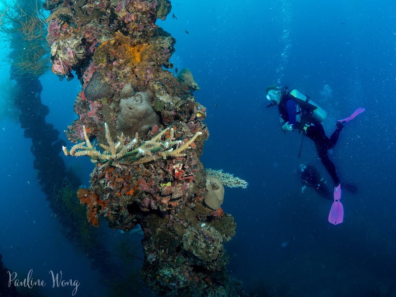 Everything you need to know about Scuba Diving in Palau