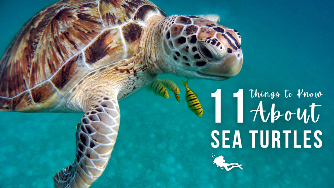 11 Sea Turtle Facts Every Diver Should Know - Girls that Scuba