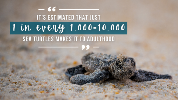 11 Sea Turtle Facts Every Diver Should Know - Girls that Scuba