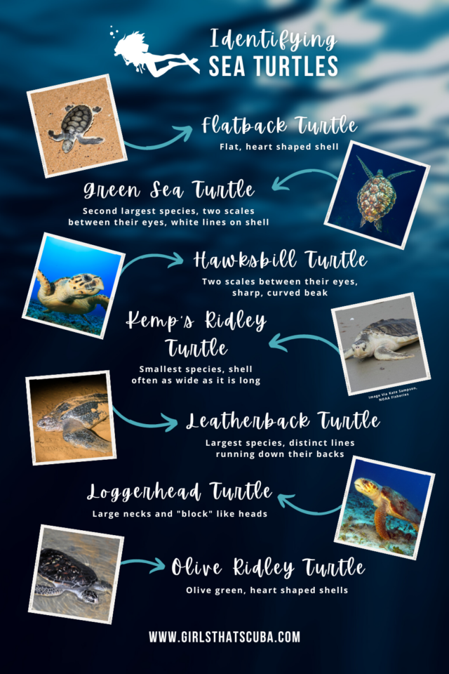 11 Sea Turtle Facts Every Diver Should Know - Girls that Scuba