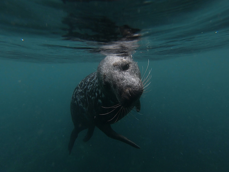 Scuba Diving, Snorkelling and Swimming With Seals at Lundy Island