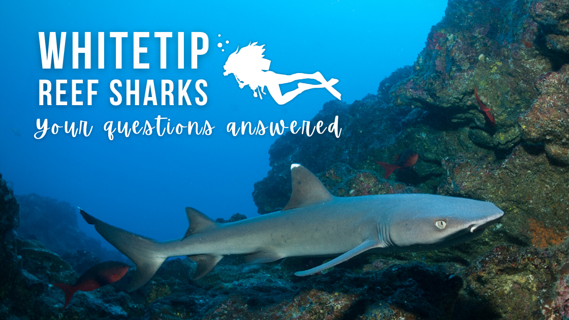 White Tip Reef Shark