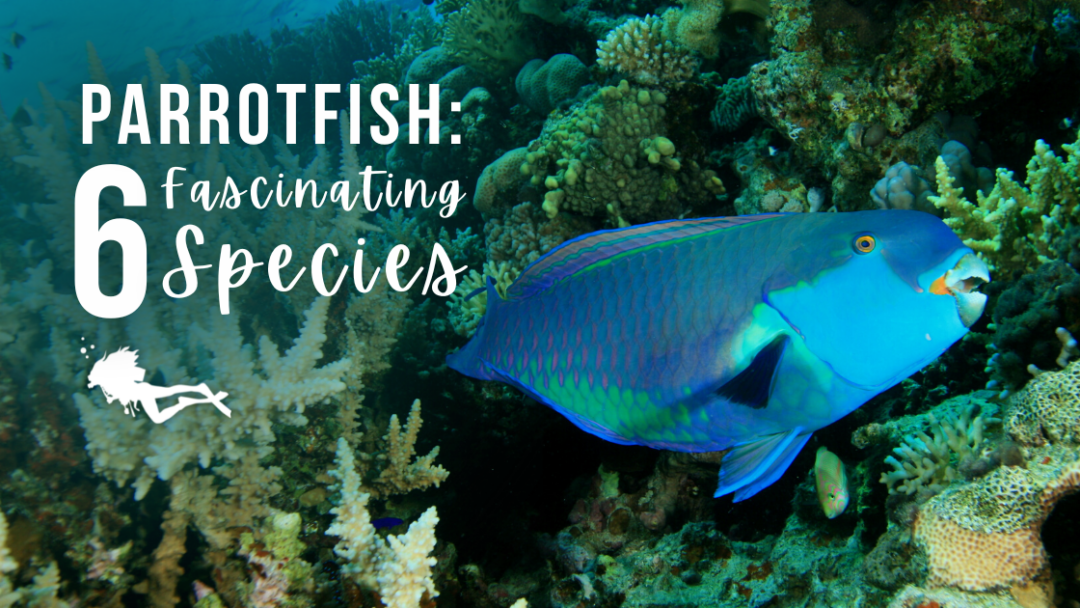 6 Fascinating Parrotfish Species to Encounter Underwater - Girls that Scuba