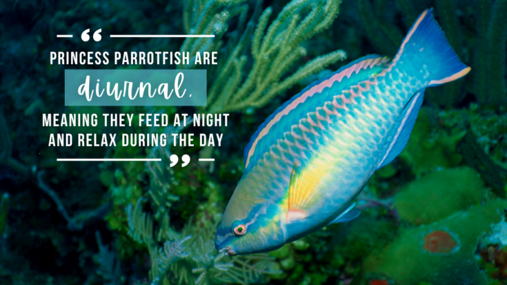 6 Fascinating Parrotfish Species to Encounter Underwater - Girls that Scuba