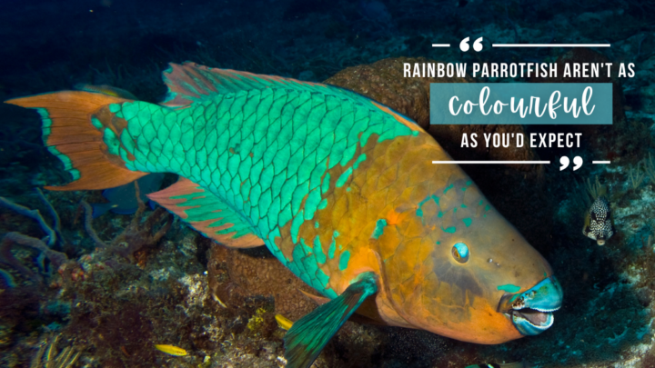 6 Fascinating Parrotfish Species to Encounter Underwater - Girls that Scuba