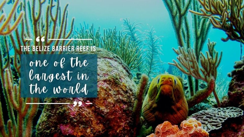 Scuba Diving in Belize - The Ultimate Guide - Girls that Scuba