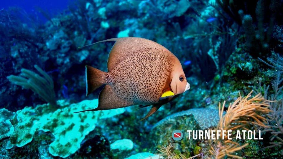 Scuba Diving in Belize - The Ultimate Guide - Girls that Scuba