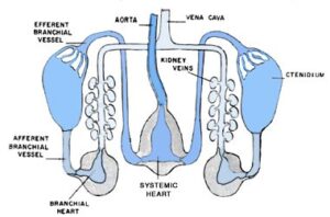 8 Fun Facts About Octopus - Girls that Scuba