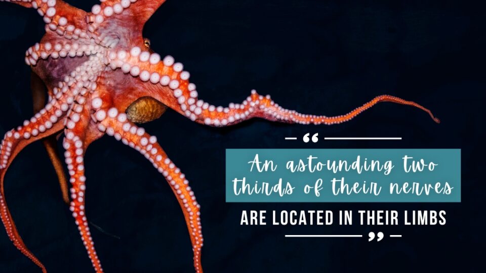 8 Fun Facts About Octopus - Girls that Scuba
