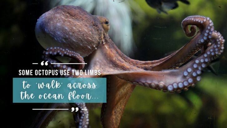 8 Fun Facts About Octopus - Girls that Scuba