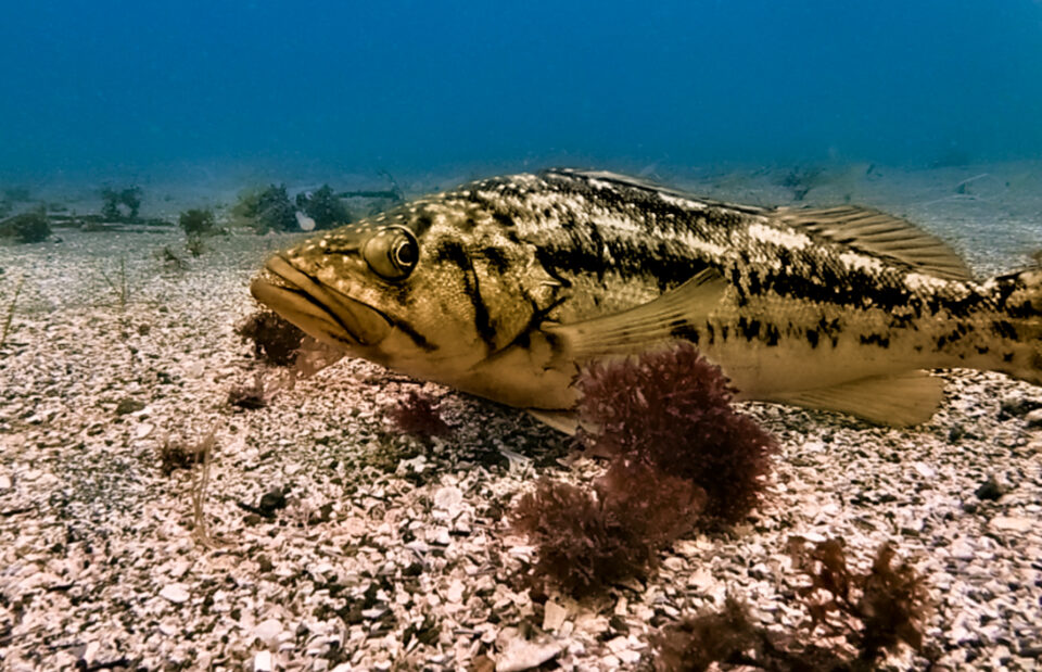 Scuba Diving California – The Ultimate Guide - Girls that Scuba