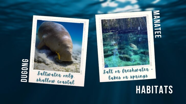 Dugong vs Manatee – 6 Ways to Tell the Difference