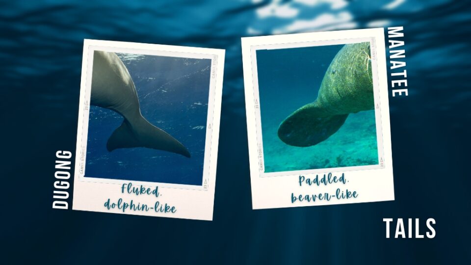 Dugong vs Manatee – 6 Ways to Tell the Difference