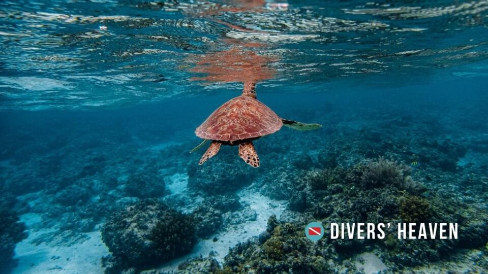 The 10 Best Dive Sites in the Philippines - Girls that Scuba