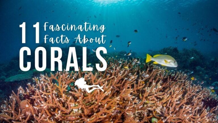 11 Fascinating Facts About Coral - Girls that Scuba