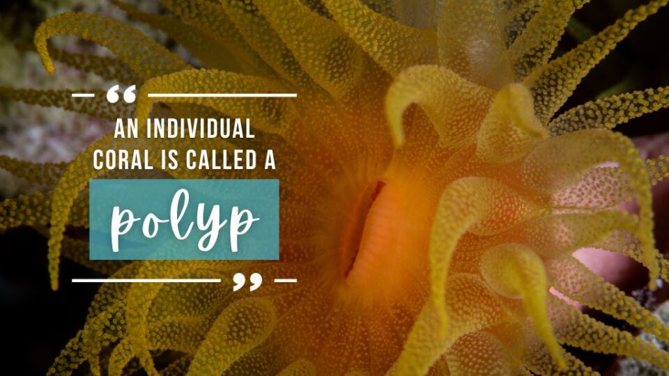 11 Fascinating Facts About Coral - Girls that Scuba