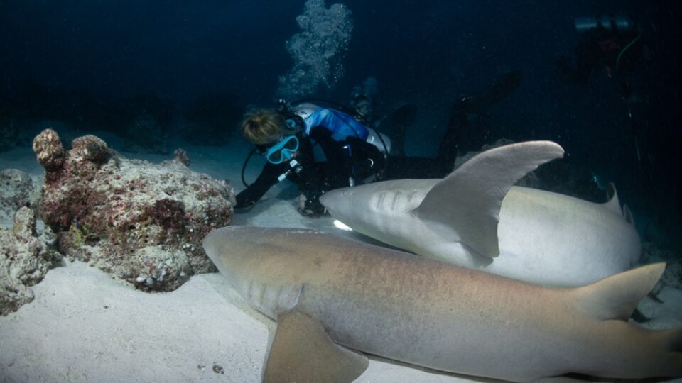 Night Diving - Everything You Need to Know - Girls that Scuba